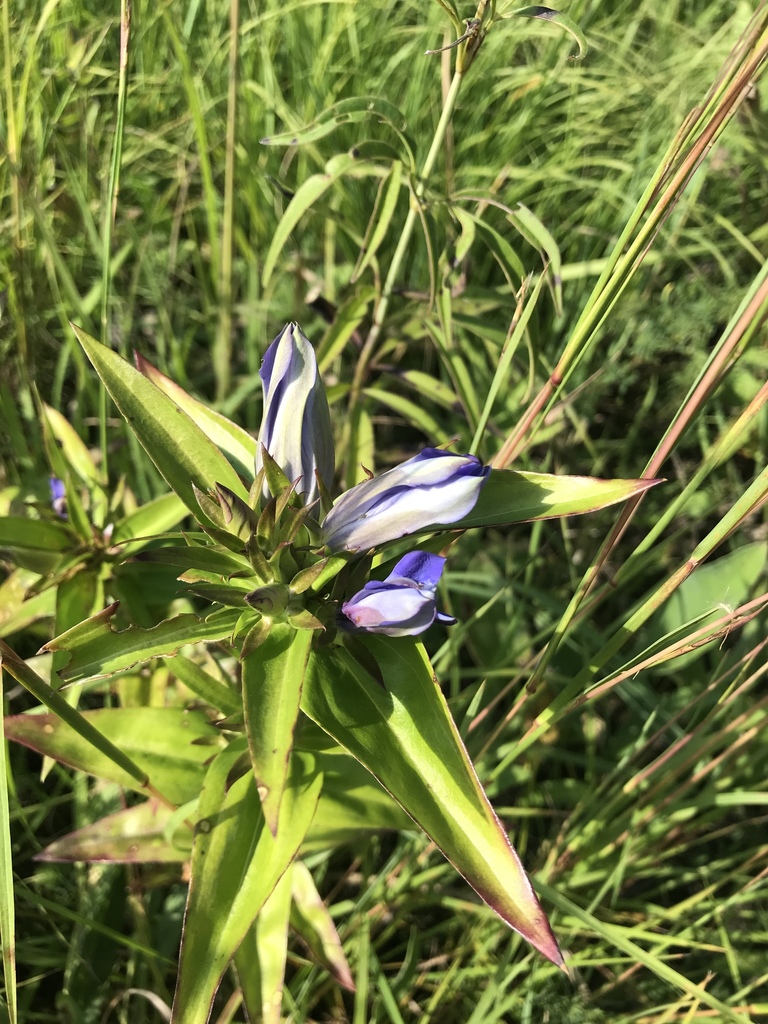 downy gentian in August 2019 by Robb Telfer · iNaturalist