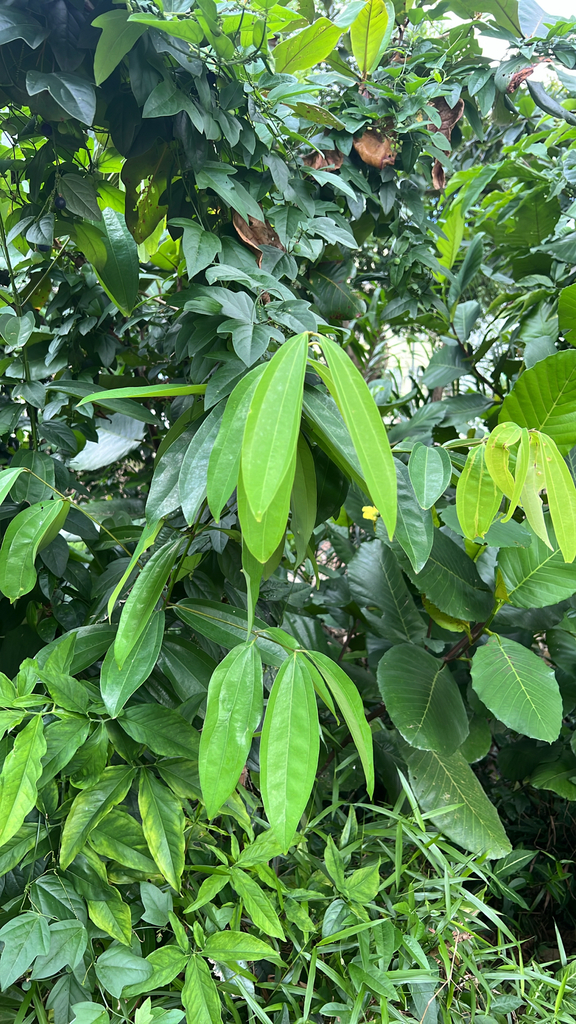 Wild Cinnamon from Kuala Lumpur, Kuala Lumpur, MY on April 30, 2025 at ...