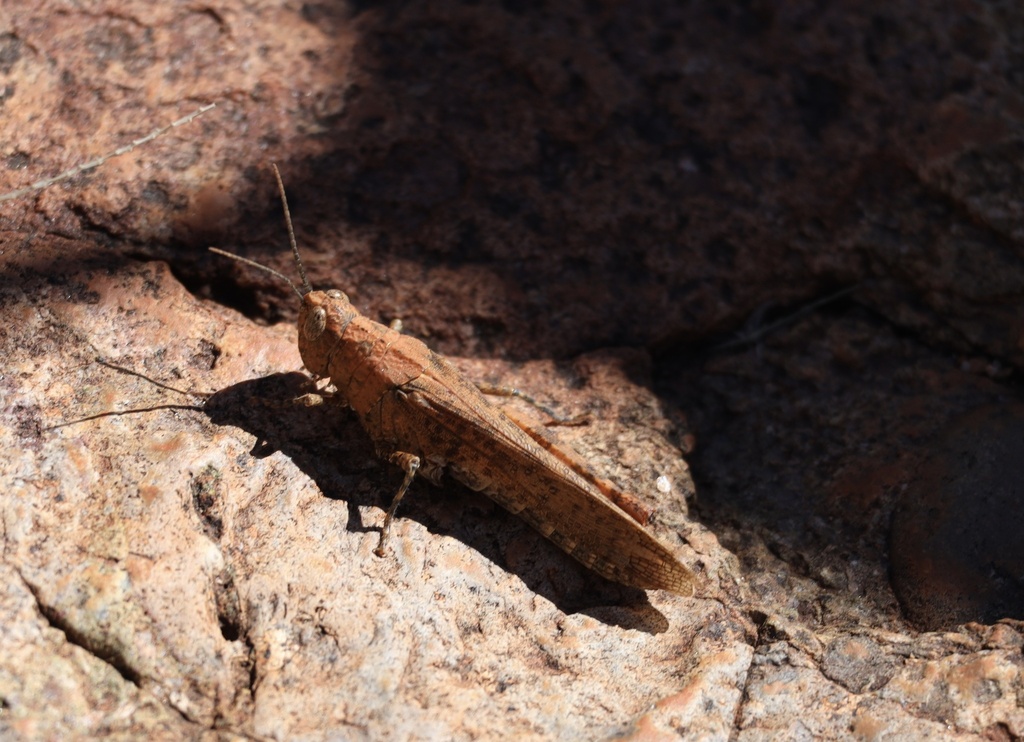 Ungee-Gungee from Uluṟu-Kata Tjuṯa National Park, Petermann, NT, AU on ...