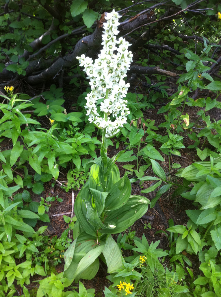 Corn Lily from 14622-14696 Lincoln Hwy, Truckee, CA 96161, USA on ...