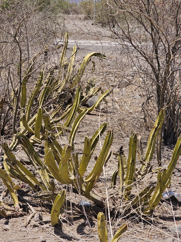 senita cactus in April 2025 by Jennifer Ruelas · iNaturalist