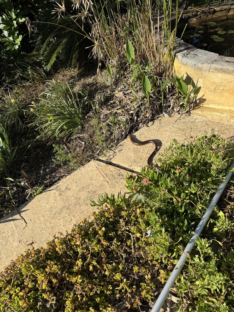 European Glass Lizard from Corfu, Kerkyras, Ionian Islands, GR on April ...