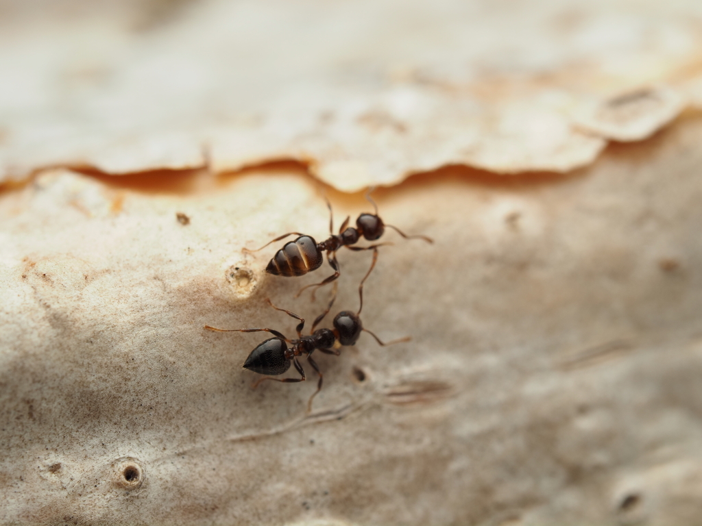 Atkinson's Acrobat Ant from Big Pine Key, FL 33043, USA on April 25 ...