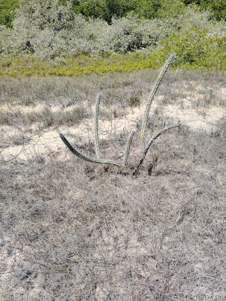 Octopus Cactus in April 2025 by Luis Méndez-Barroso · iNaturalist