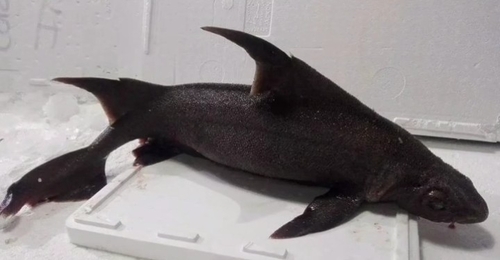 Cerdo marino velero (Oxynotus paradoxus) · NaturaLista Colombia