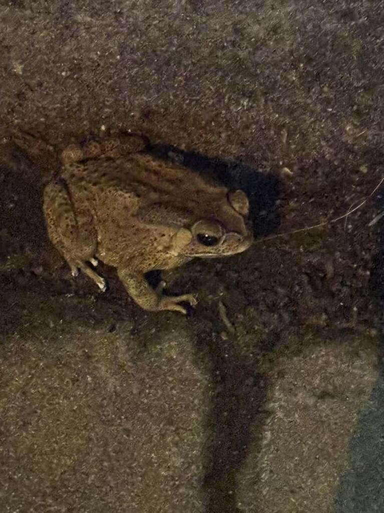 Asian Common Toad from Meilan District, Haikou, Hainan, China on April ...