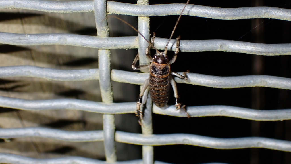 Cook Strait Giant Weta in April 2025 by henry_id · iNaturalist NZ