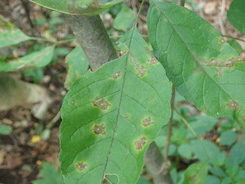 Ash Leaf Spot (Mycosphaerella fraxinicola) · iNaturalist United Kingdom
