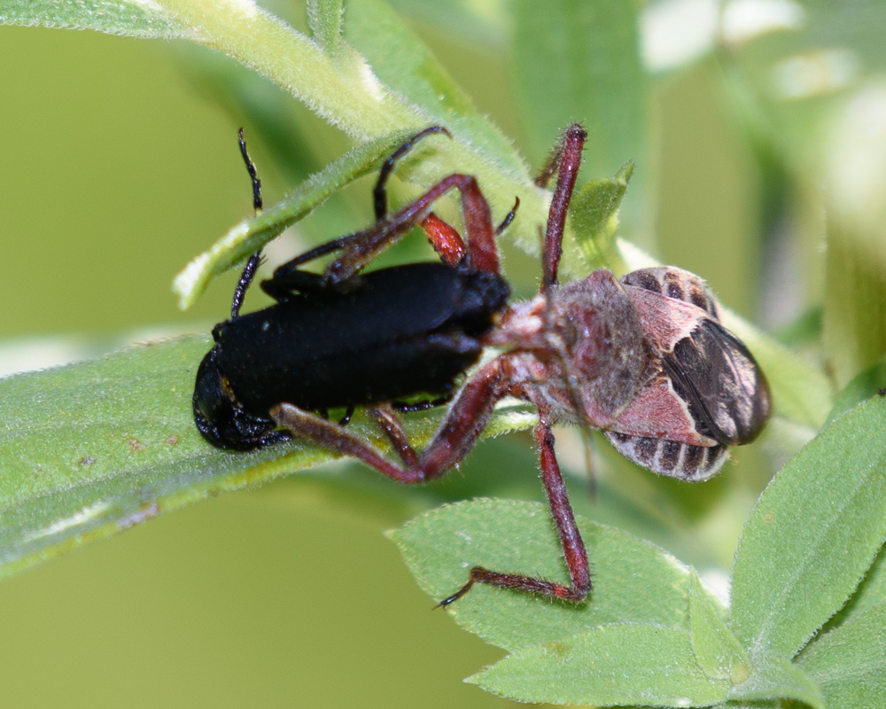 Plains Bee Assassin in September 2016 by Tracey Fandre · iNaturalist