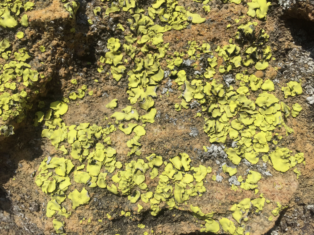African Gold Lichen (Fungi of southern Africa) · iNaturalist