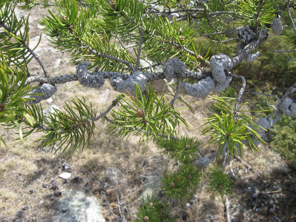 Jack pine from Division No. 1, MB, Canada on May 02, 2016 at 03:00 PM ...