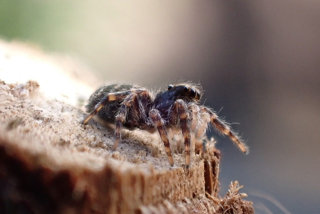 House Jumping Spider from RRJW+4C, Hințești, Romania on April 30, 2025 ...