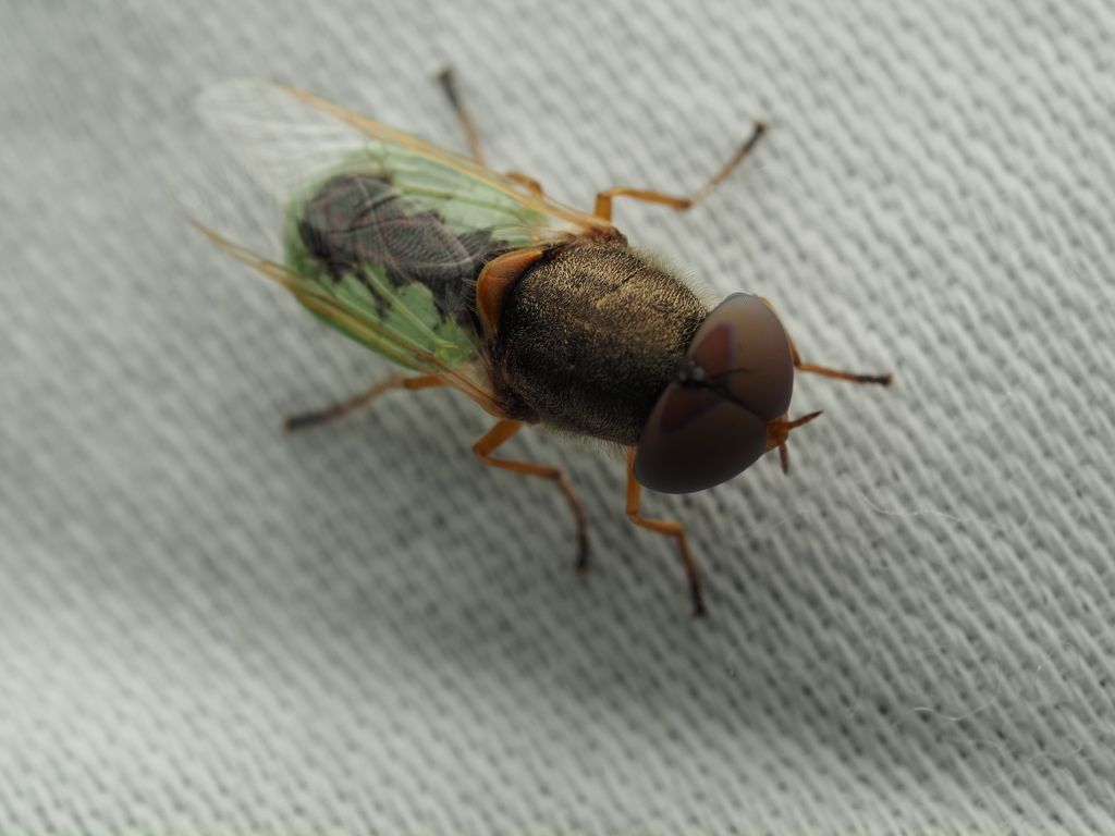 Hedriodiscus vertebratus from Monroe County, FL, USA on April 26, 2025 ...