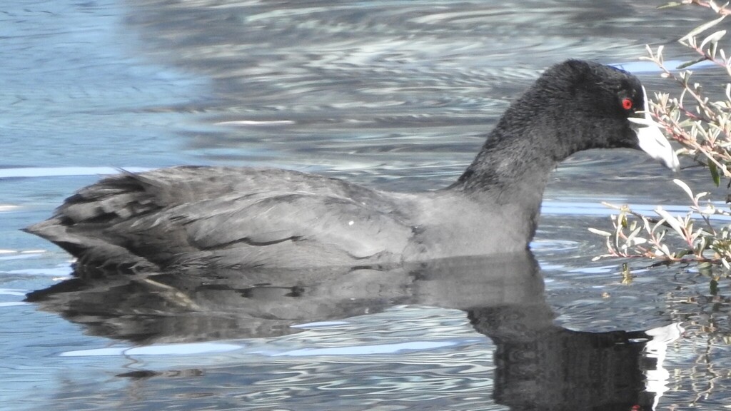 Australasian Coot from Melbourne VIC, Australia on February 14, 2025 at ...