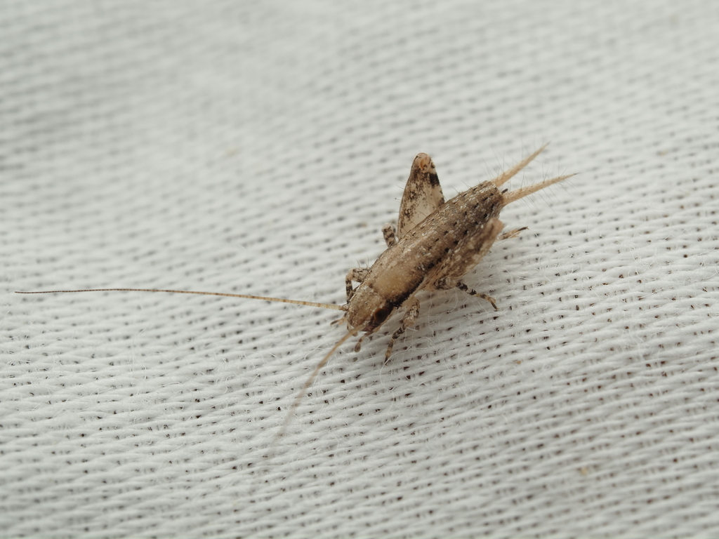Common Scaly Crickets from Monroe County, FL, USA on April 26, 2025 at ...