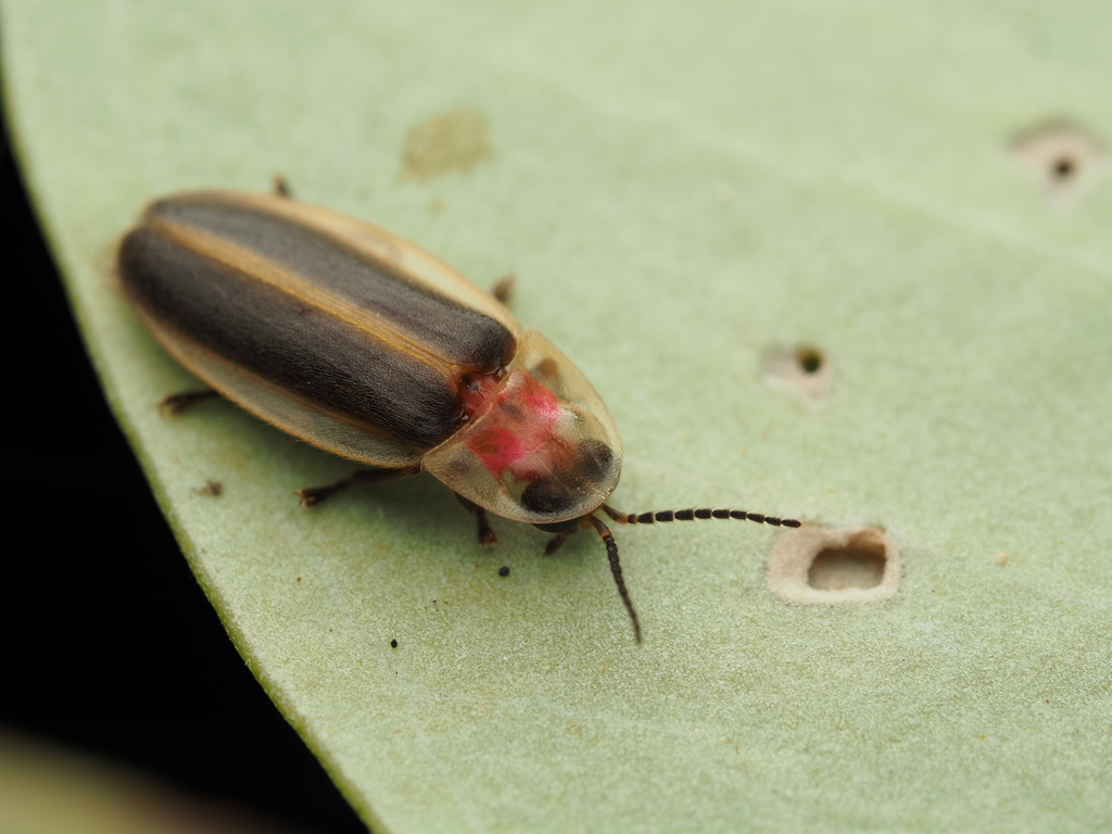 Florida Intertidal Firefly from Monroe County, FL, USA on April 26 ...