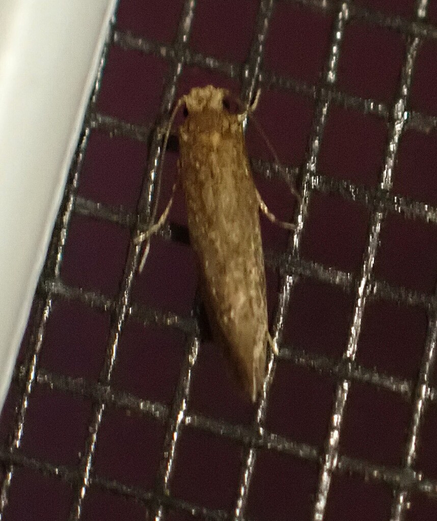 Curved-lined Homostinea Moth from Dunedin, FL, USA on April 29, 2025 at ...