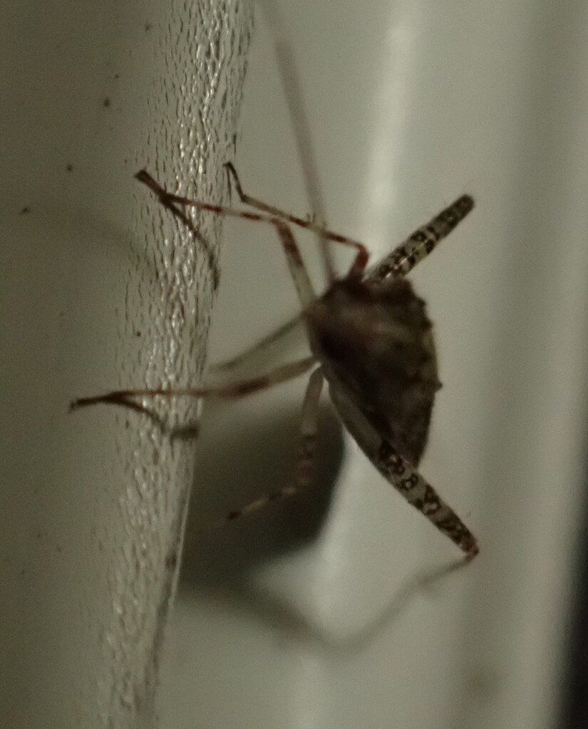 lime plant bug from Dunedin, FL, USA on April 29, 2025 at 08:54 PM by ...