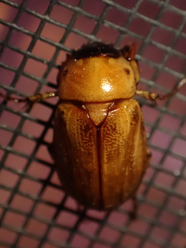 Southern Masked Chafer from Dunedin, FL, USA on April 29, 2025 at 08:57 ...