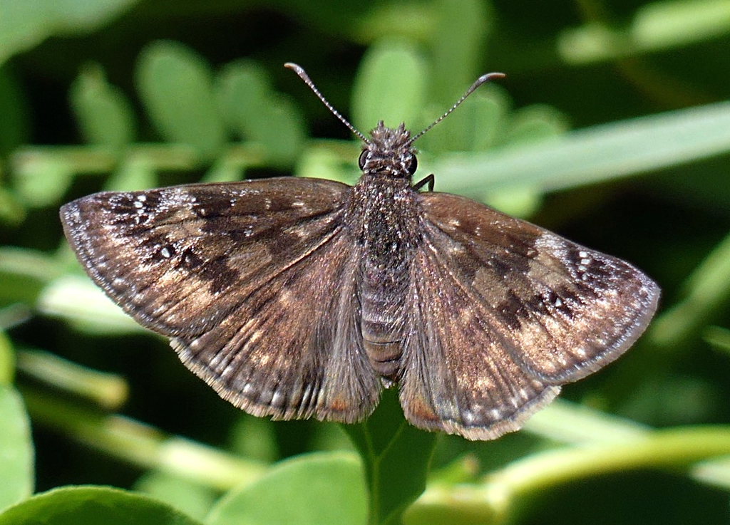 Wild Indigo Duskywing from Guilderland, NY 12084, USA on July 26, 2017 ...