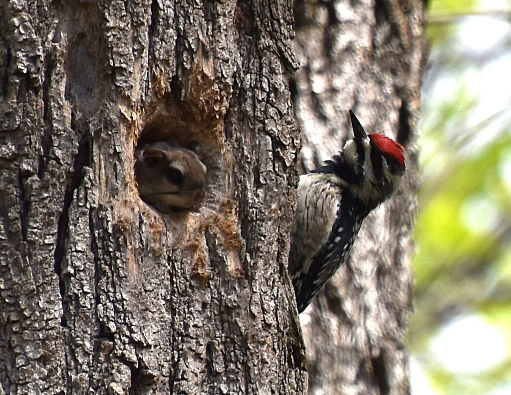 Yellow-bellied Sapsucker from Roan Mountain State Park, 527 TN-143 ...
