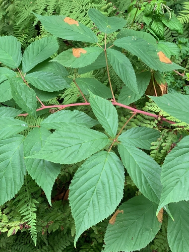 Rubus Canadensis