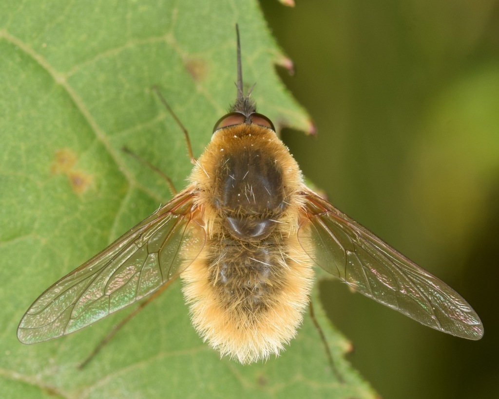 grasshopper bee fly from Canton, GA, USA on August 29, 2019 by ...