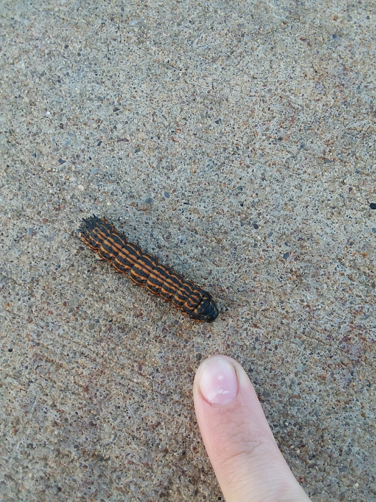 Orange-tipped Oakworm Moth from Center Township, PA, USA on August 29 ...