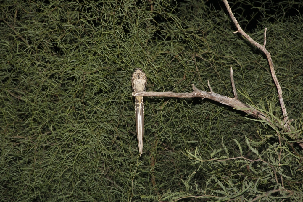 Scissor-tailed Nightjar from Bermejo, Formosa, Argentina on April 19 ...