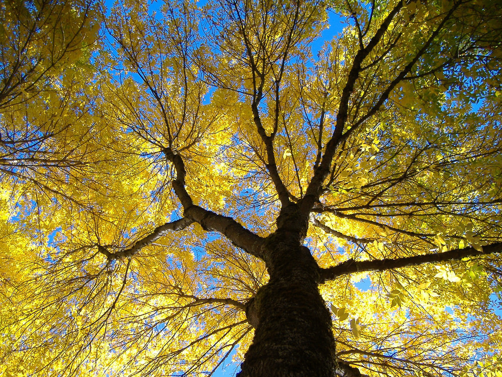 Nuin: Ash (Ogham - AODA) · iNaturalist