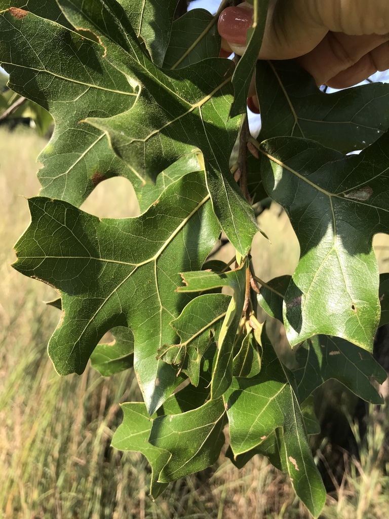 blackjack oak from Ray Roberts Lake State Park - Isle Du Bois Unit, Pilot Point, TX, US on ...