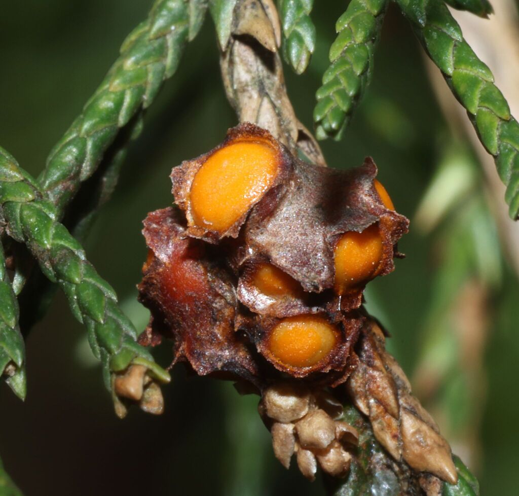 Cedar-Hawthorn Rust from Larue County, KY, USA on April 9, 2025 by ...