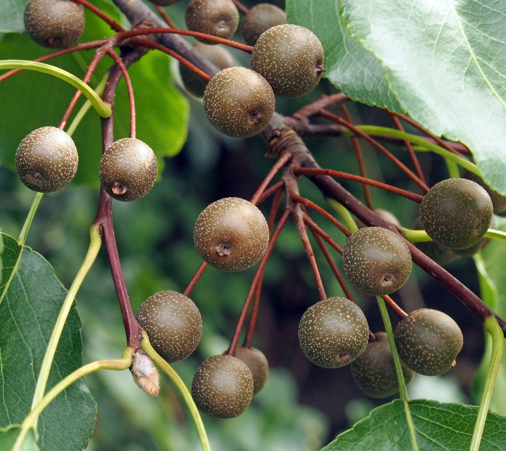 rose family (Rosaceae) - Botanical Realm