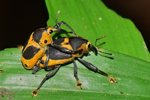 Cholus notabilis · iNaturalist Mexico