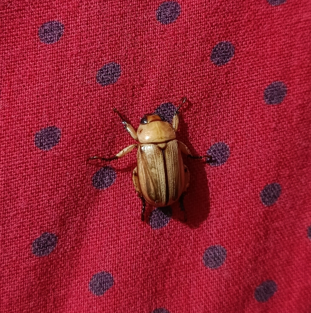 Anomala biharensis from 5Q7R+V7J, Barakuda, Odisha 751002, India on ...