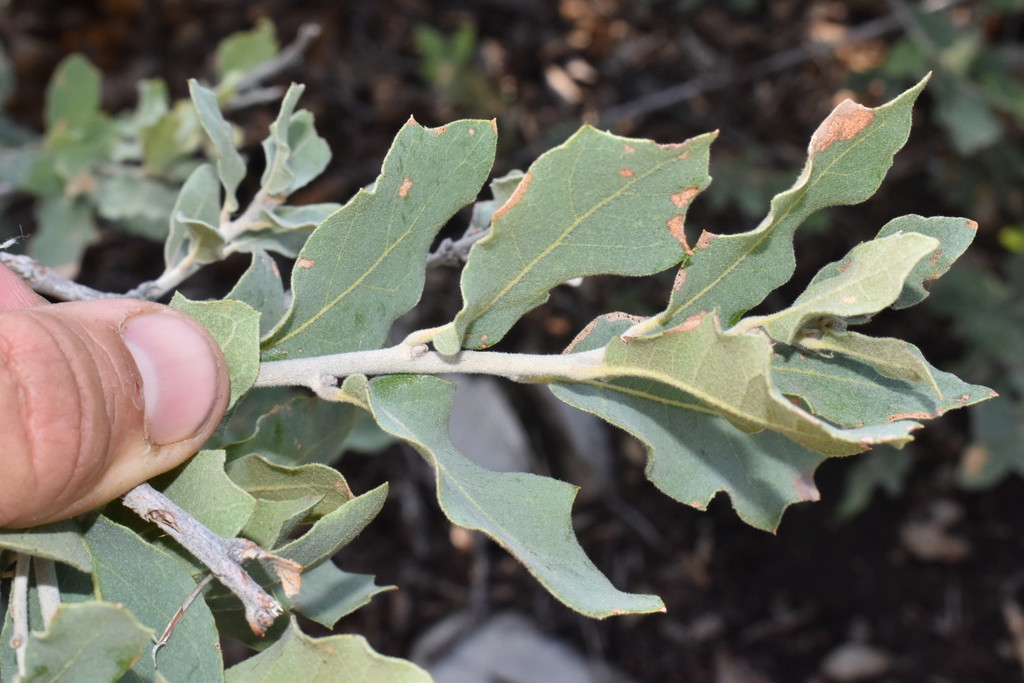 Wavyleaf Oak (Quercus × undulata) - Botanical Realm