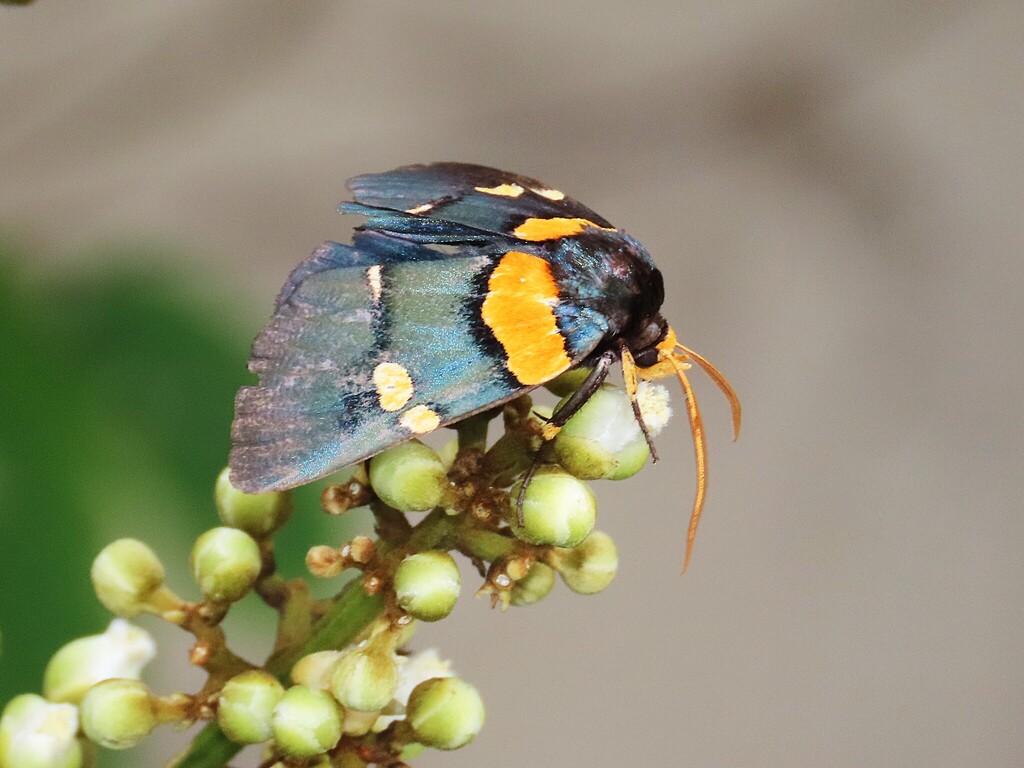 African Peach Moth from Scottburgh, 4180, South Africa on April 30 ...