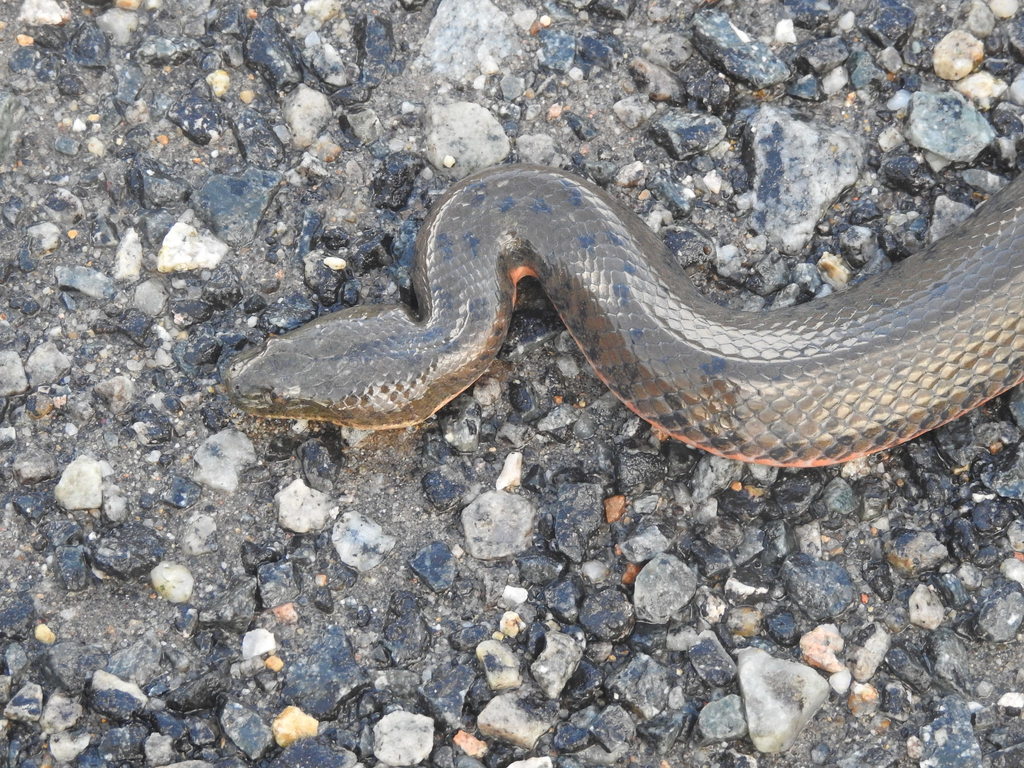 Chinese Water Snake from Unnamed Road, Lam Tsuen, Hong Kong on August ...