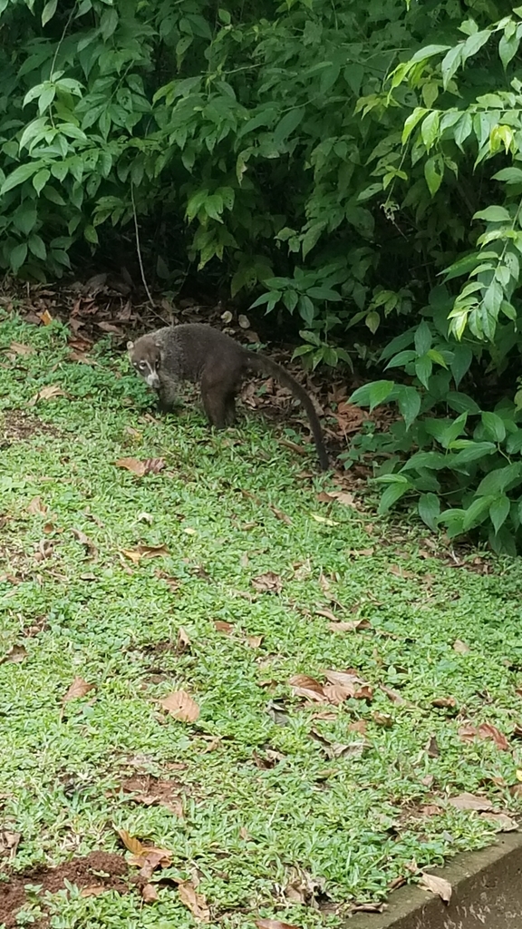 White-nosed Coati from La Chorrera District, Panama on August 28, 2019 ...