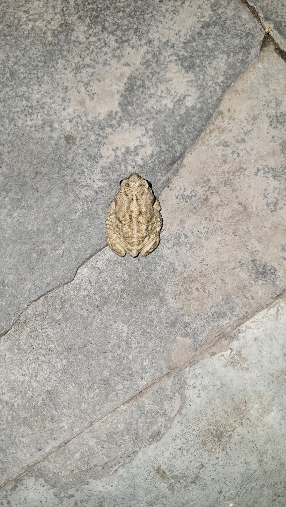 Indus Valley Toad from 29CF+RR, Pilkhi, Bihar 803116, India on April 30 ...