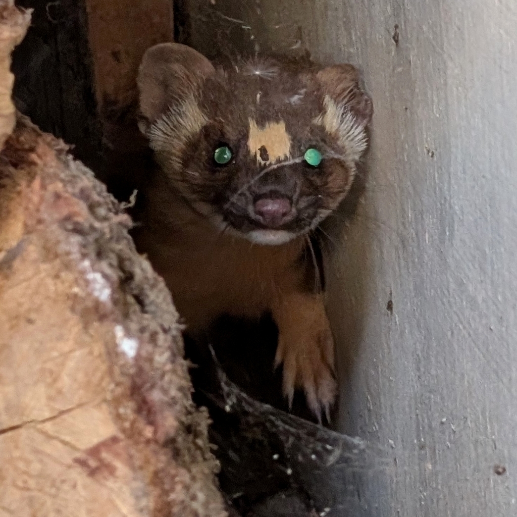 Long-tailed Weasel in April 2025 by 'nuh-EYE-nuh' - Nina. Special ...