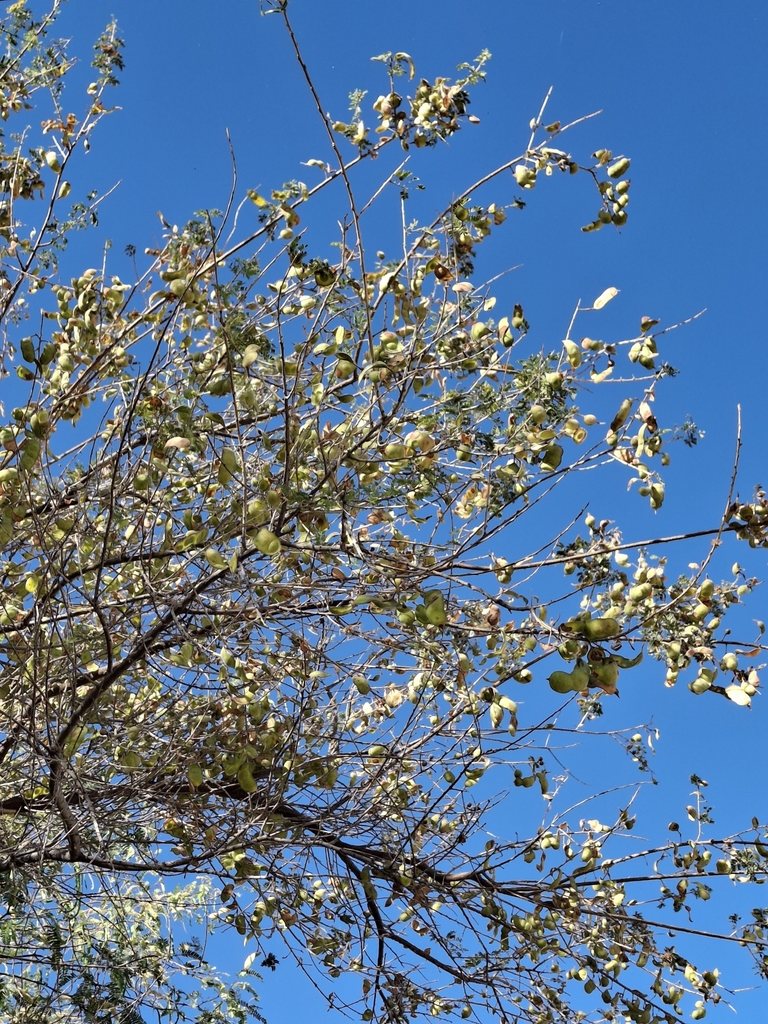 Catclaw Acacia from 83310 Son., México on April 26, 2025 at 08:26 AM by ...