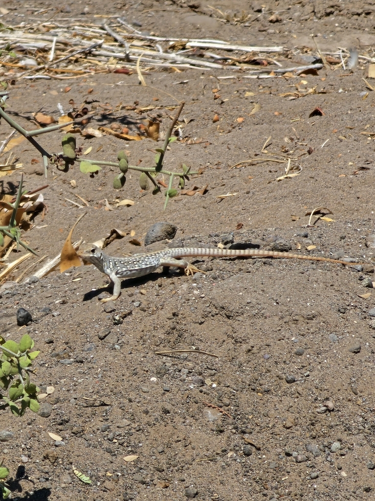 Desert Iguana from Exploradores, 23880 Loreto, B.C.S., México on April ...