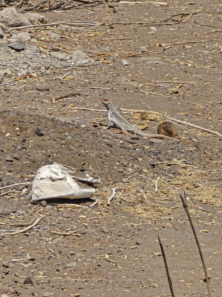 Desert Iguana from Exploradores, 23880 Loreto, B.C.S., México on April ...