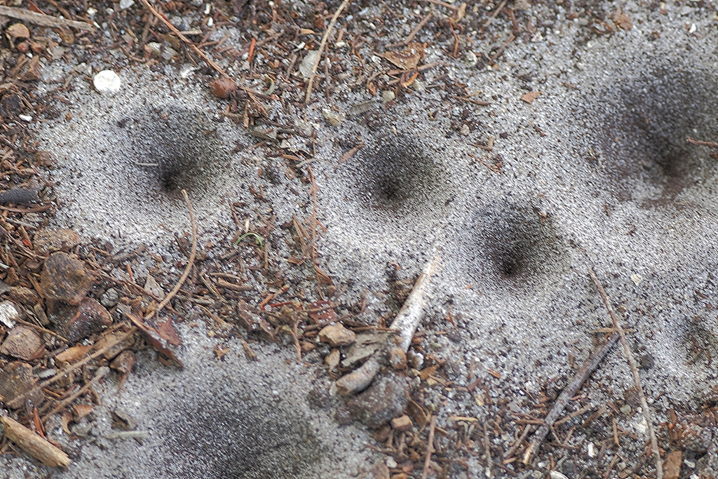 Buren's Pyramid Ant from Arthur R. Marshall Loxahatchee Wildlife Refuge ...