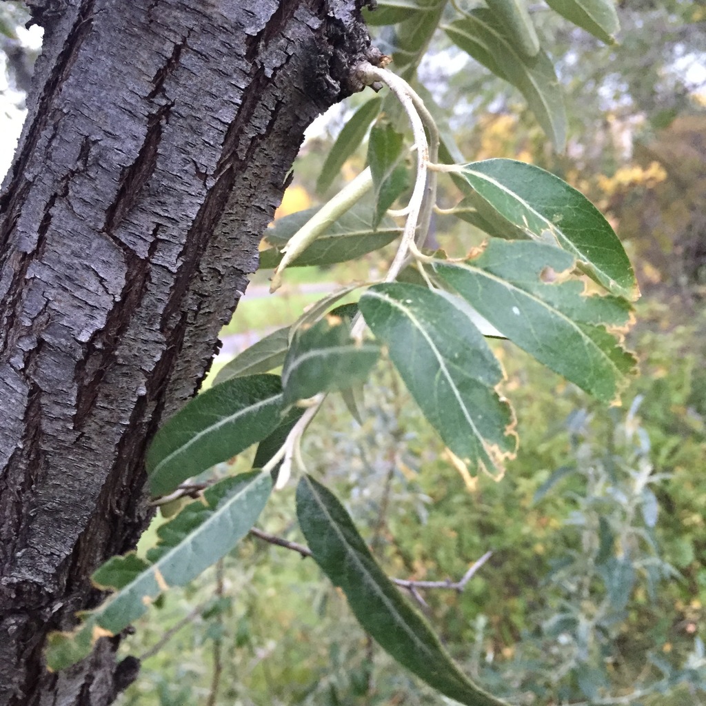 oleaster family (Elaeagnaceae) - Botanical Realm