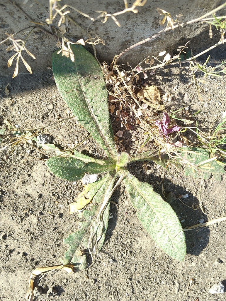 Helminthotheca from Las Flores, San Miguel Topilejo, CDMX, México on ...