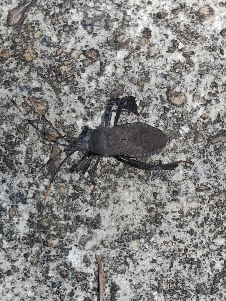 Spine-headed Bugs from West Point, GA, USA on April 30, 2025 at 02:49 ...