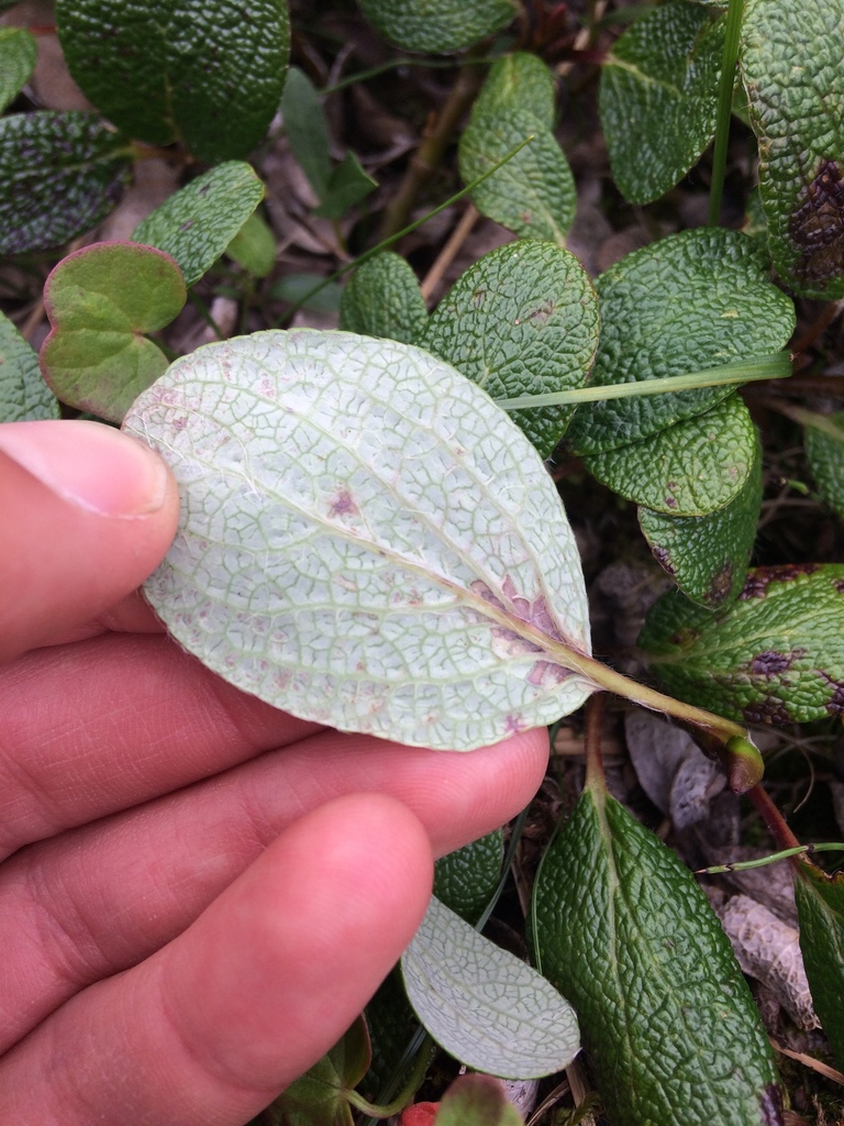 Net-leaved Willow (Salix reticulata) - Botanical Realm