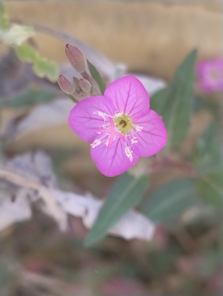 rose evening primrose from Las Flores, San Miguel Topilejo, CDMX ...